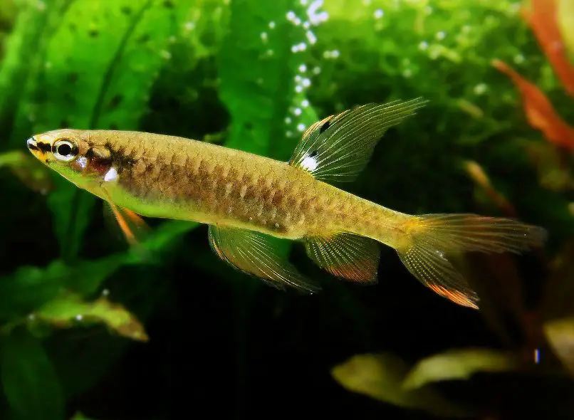 Copella arnoldi – Splash Tetra (Copeina arnoldi) — Seriously Fish