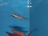 Copella arnoldi – Splash Tetra (Copeina arnoldi) — Seriously Fish