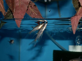 Copella arnoldi – Splash Tetra (Copeina arnoldi) — Seriously Fish