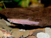Copella meinkeni – Spotted Splashing Tetra (Copella nattereri ...