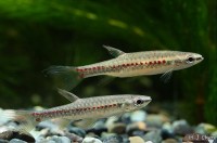 Copella nattereri (Pyrrhulina nattereri) — Seriously Fish