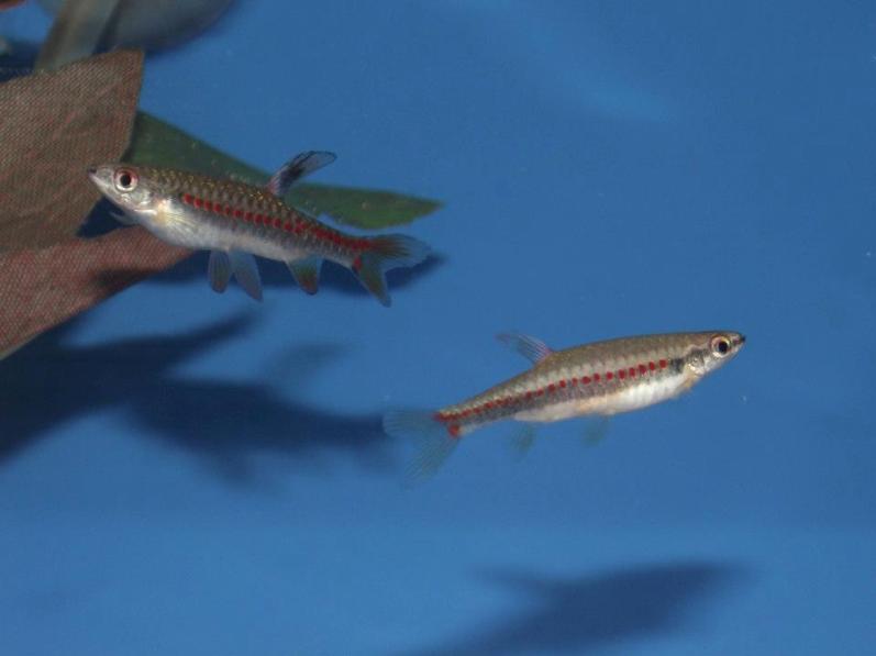 Copella nattereri (Pyrrhulina nattereri) — Seriously Fish