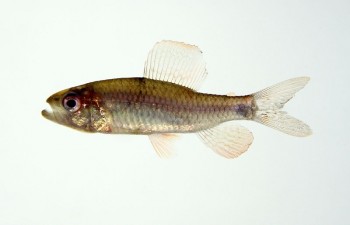 Crenuchus spilurus – Sailfin Characin — Seriously Fish