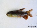 Crenuchus spilurus – Sailfin Characin — Seriously Fish