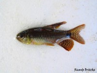 Crenuchus spilurus – Sailfin Characin — Seriously Fish