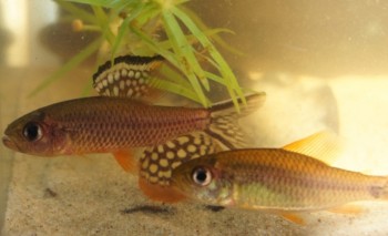 Crenuchus spilurus – Sailfin Characin — Seriously Fish