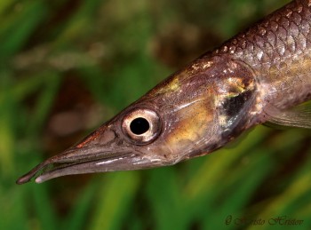 Ctenolucius hujeta – Gar ‘Characin’ (Xiphostoma hujeta, Luciocharax ...