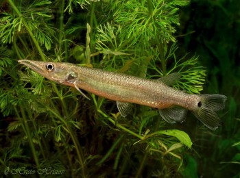 Ctenolucius hujeta – Gar ‘Characin’ (Xiphostoma hujeta, Luciocharax ...