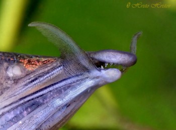 Ctenolucius hujeta – Gar ‘Characin’ (Xiphostoma hujeta, Luciocharax ...