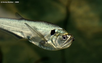 Cynodon gibbus (Rhaphiodon gibbus) — Seriously Fish