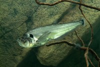 Cynodon gibbus (Rhaphiodon gibbus) — Seriously Fish