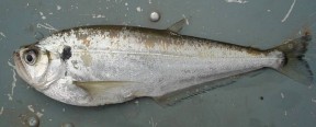 Cynodon gibbus (Rhaphiodon gibbus) — Seriously Fish