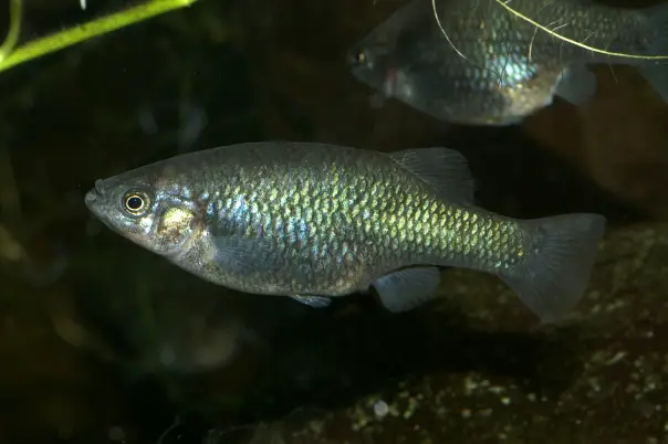 Goodeidae — Seriously Fish