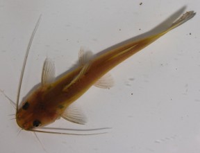 Hemibagrus planiceps (Bagrus anisurus, Bagrus flavus) — Seriously Fish