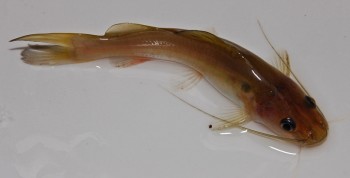 Hemibagrus planiceps (Bagrus anisurus, Bagrus flavus) — Seriously Fish