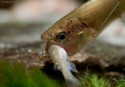 Hydrolycus armatus – Payara (Hydrocyon armatus) — Seriously Fish