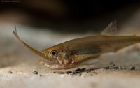 Hydrolycus armatus – Payara (Hydrocyon armatus) — Seriously Fish