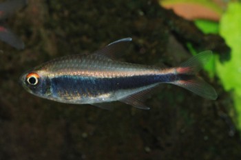 Hyphessobrycon peruvianus – Peruvian Tetra — Seriously Fish