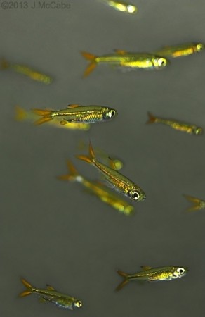 Ladigesia roloffi – Jelly Bean Tetra — Seriously Fish