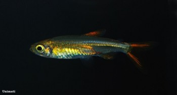 Ladigesia roloffi – Jelly Bean Tetra — Seriously Fish