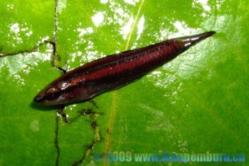Parosphromenus ornaticauda — Seriously Fish