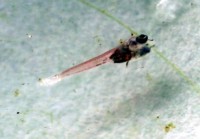 Parosphromenus ornaticauda — Seriously Fish