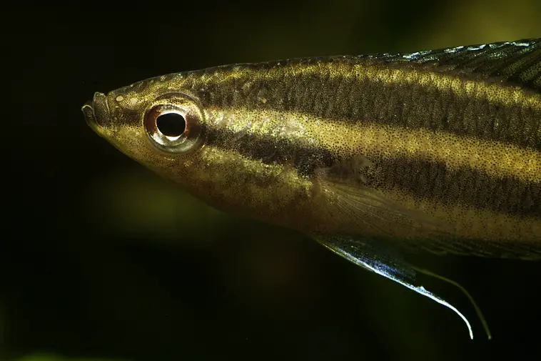 Parosphromenus sp. ‘Sentang’ (Parosphromenus sp. sintangensis ...