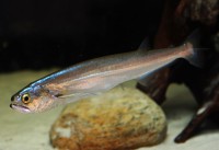 Rhaphiodon vulpinus – Biara (Hydropardus rapax, Salmo tamuco ...