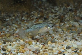 Goodeidae — Seriously Fish