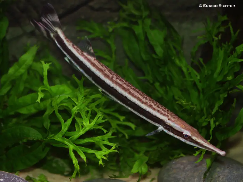Boulengerella lateristriga – Striped Pike ‘Characin’ (Xiphostoma ...