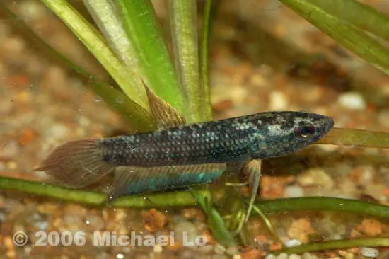 Betta dimidiata — Seriously Fish