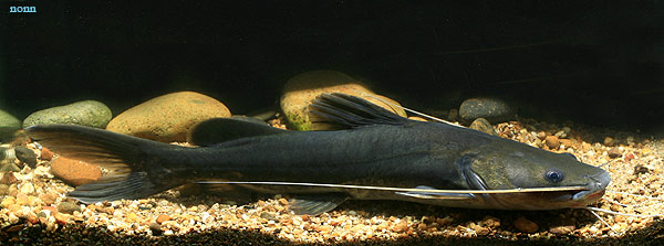 Hemibagrus microphthalmus (Macrones microphthalmus, Mystus ...