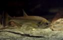 Hydrolycus armatus – Payara (Hydrocyon armatus) — Seriously Fish