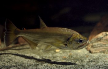 Hydrolycus armatus – Payara (Hydrocyon armatus) — Seriously Fish