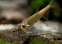 Hydrolycus armatus – Payara (Hydrocyon armatus) — Seriously Fish