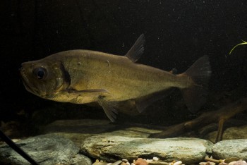 Hydrolycus tatauaia — Seriously Fish