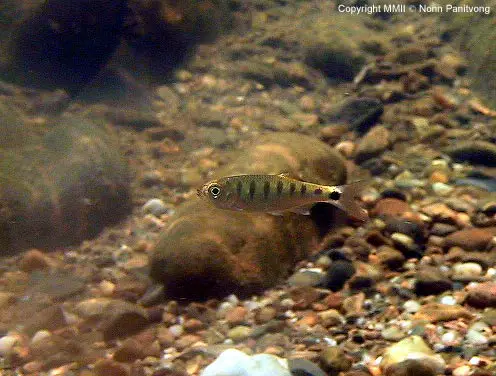 Opsarius signicaudus (Barilius signicaudus) — Seriously Fish