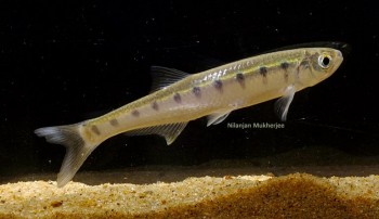 Barilius vagra (﻿Cyprinus vagra, Barilius alburnus) — Seriously Fish