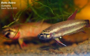 Betta dennisyongi (Betta rubra) — Seriously Fish