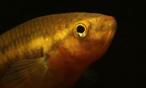 Betta dennisyongi (Betta rubra) — Seriously Fish