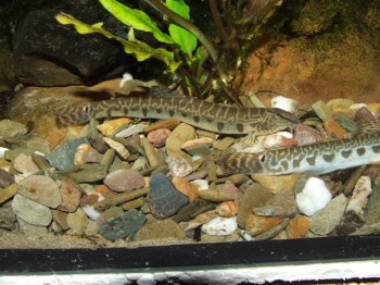 Three new loaches of the genus Cobitis Linnaeus, 1758 — Seriously Fish