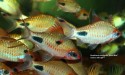 Dawkinsia assimilis – Mascara Barb (Systomus assimilis, Puntius ...