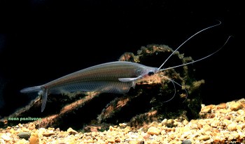 Kryptopterus limpok (Silurus limpok) — Seriously Fish