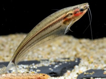 Kryptopterus macrocephalus – Striped Glass Catfish (Kryptopterichthys ...