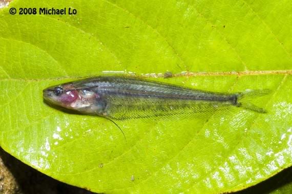 Kryptopterus macrocephalus – Striped Glass Catfish (Kryptopterichthys ...