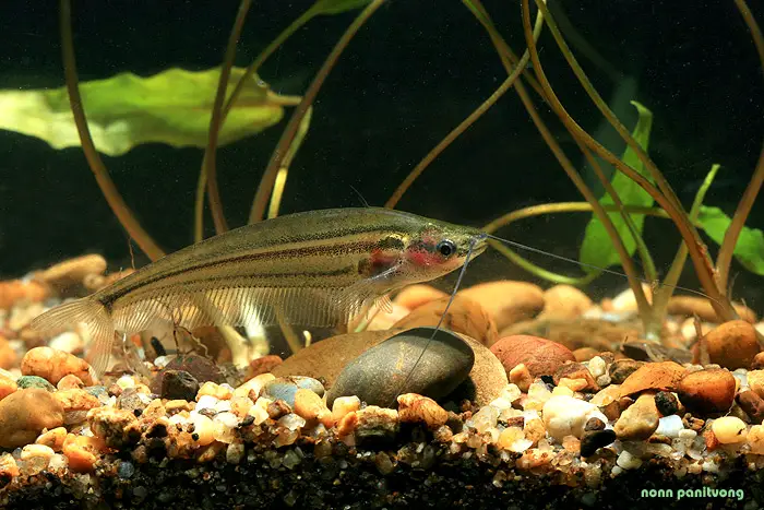Kryptopterus macrocephalus – Striped Glass Catfish (Kryptopterichthys ...