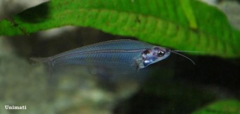 Kryptopterus vitreolus – Glass Catfish (Kryptopterus bicirrhis ...