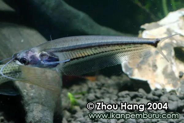 Kryptopterus palembangensis (Silurus palembangensis) — Seriously Fish