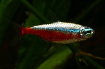 Paracheirodon axelrodi – Cardinal Tetra (Cheirodon axelrodi ...