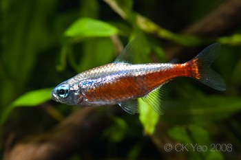 Paracheirodon axelrodi – Cardinal Tetra (Cheirodon axelrodi ...